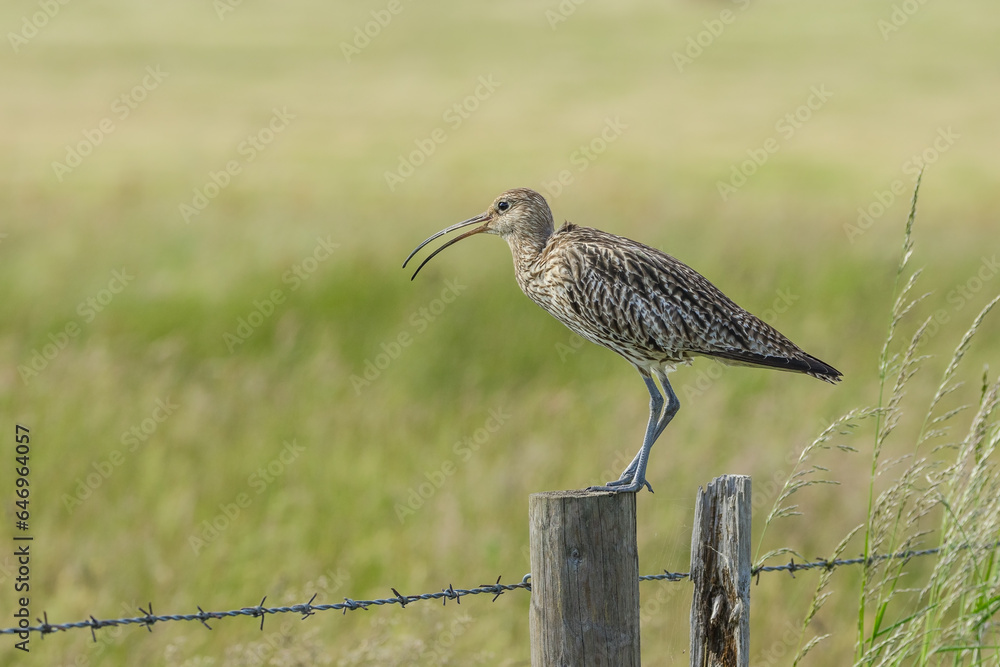 Curlew, Scientific name: Numenius arquata. Close up of an adult curlew ...