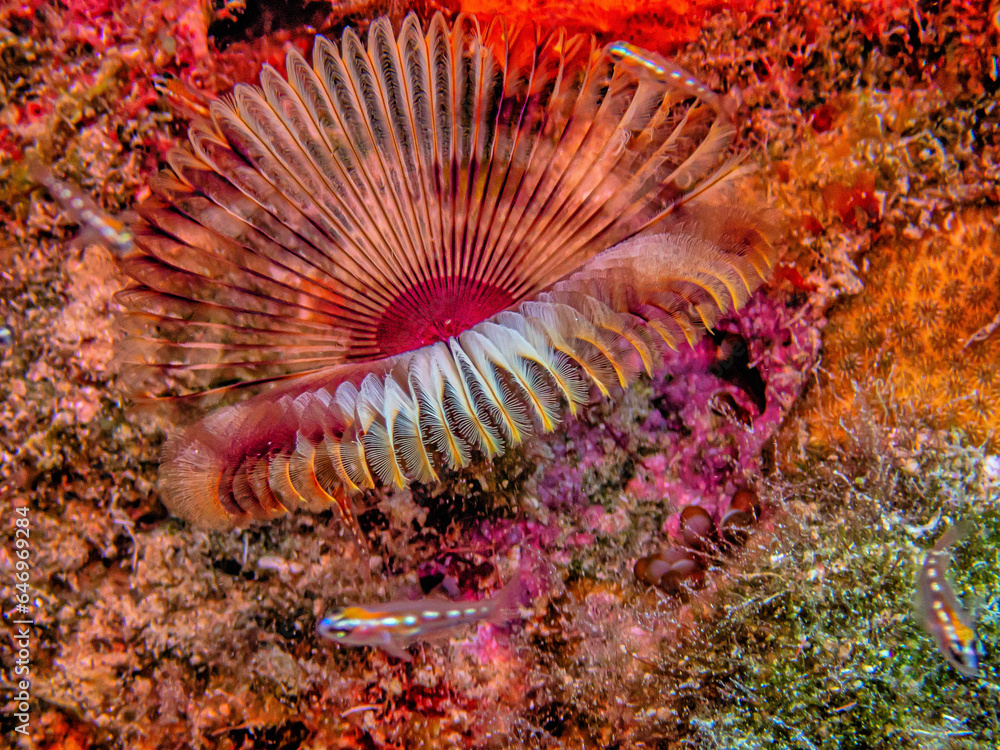 Sabellidae,feather duster worms,Split-crowned feather duster worm Stock ...