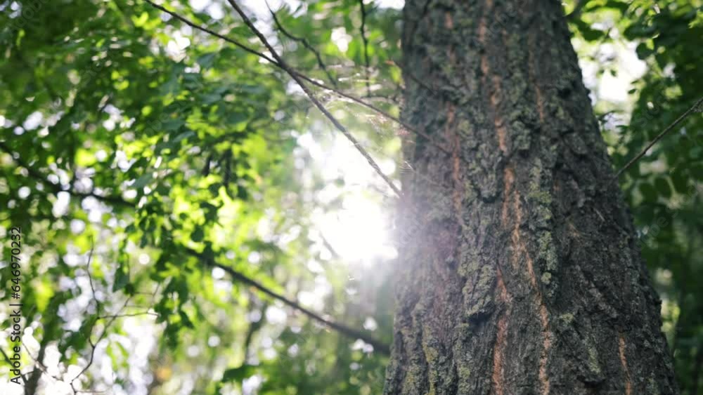 Beautiful sun flares against tree trunk and green leaves, tree trunk in ...
