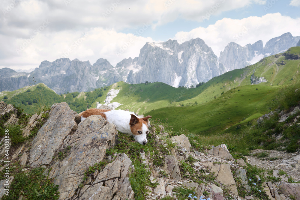 Travel with dog in alpine meadows, mountains. Jack Russell Terrier on a ...