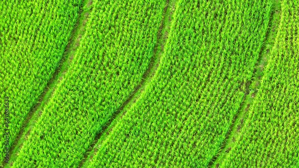 Stunning rice terraces, carved into hillsides, form a mesmerizing ...