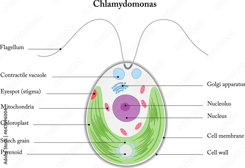 Structure of Chlamydomonas. Diagram. Green algae on a white background ...