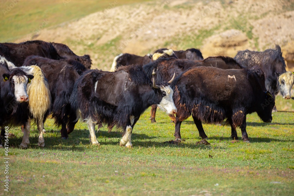 Stockfoto A herd of yaks graze in the mountains. Himalayan big yak in a ...