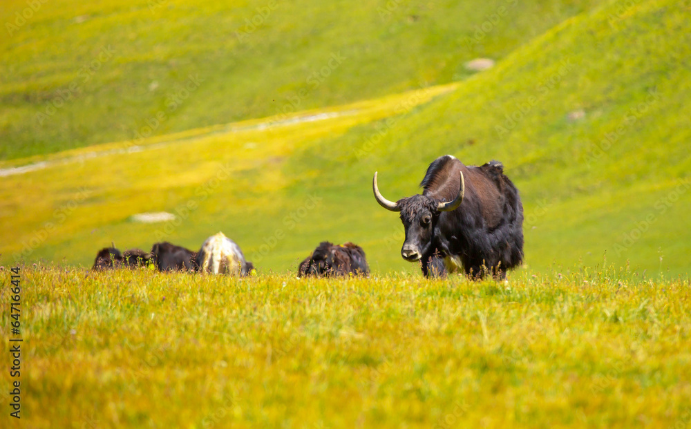 A herd of yaks graze in the mountains. Himalayan big yak in a beautiful ...