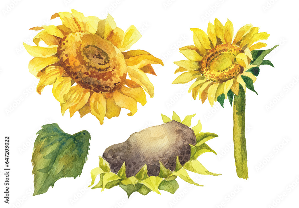 Abstract watercolor collection of autumn sunflowers. Hand drawn nature ...