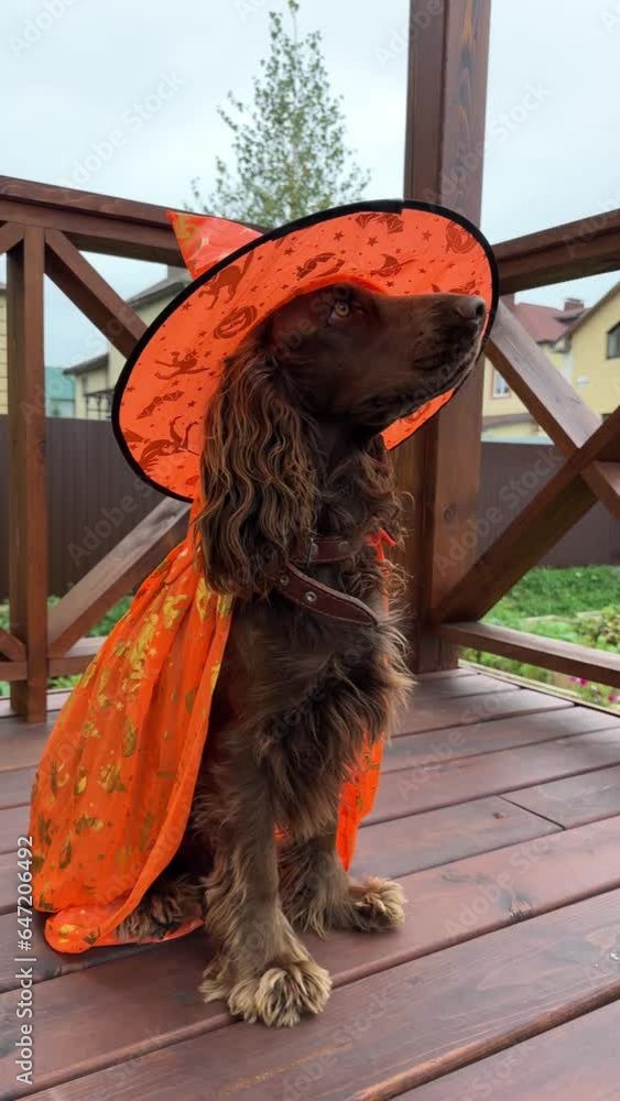A dog dressed as a witch for Halloween. a brown spaniel sits on the ...