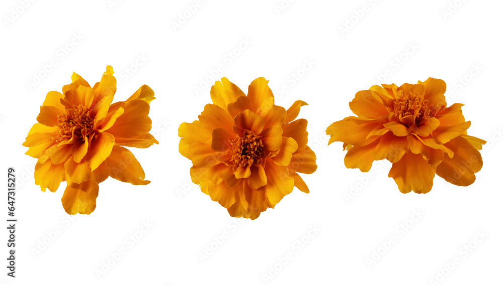 Set of orange marigold flower cut out on transparent background ...