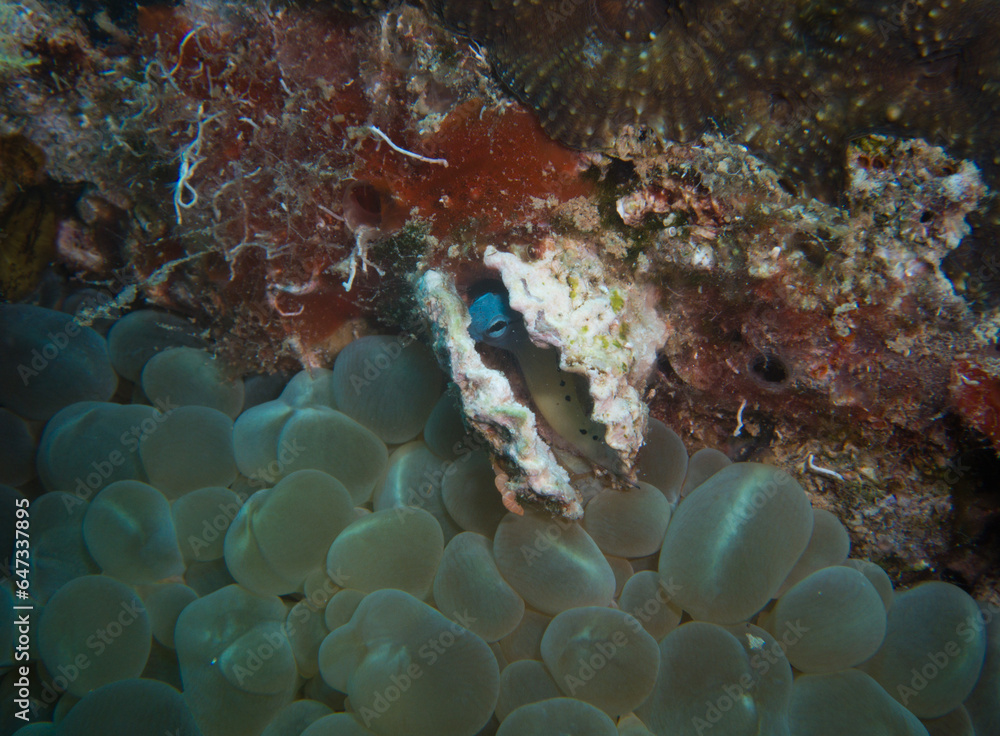 Red Sea's hidden treasures: Tiny gobies find refuge inside bivalve ...