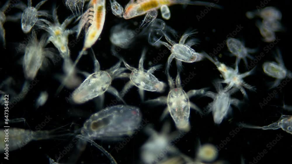 Zooplankton and plankton of White Sea under a microscope. Various types ...
