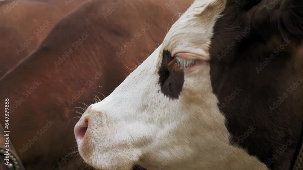 cow. close-up. cow face. sad cow eyes. many flies flying around the ...
