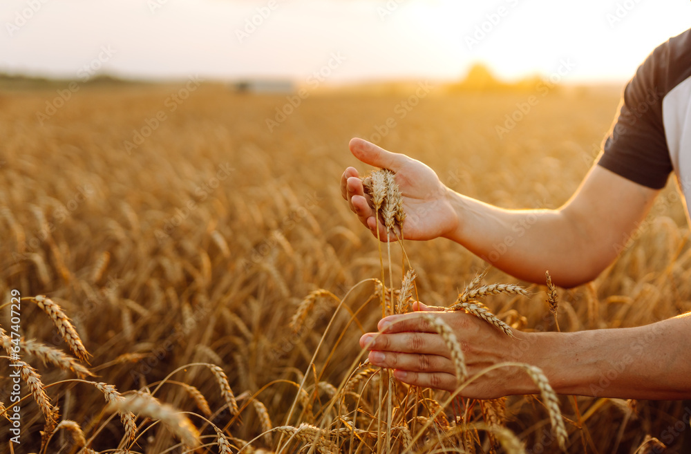 Wheat field background. The male hands of a farmer touch ears of wheat ...