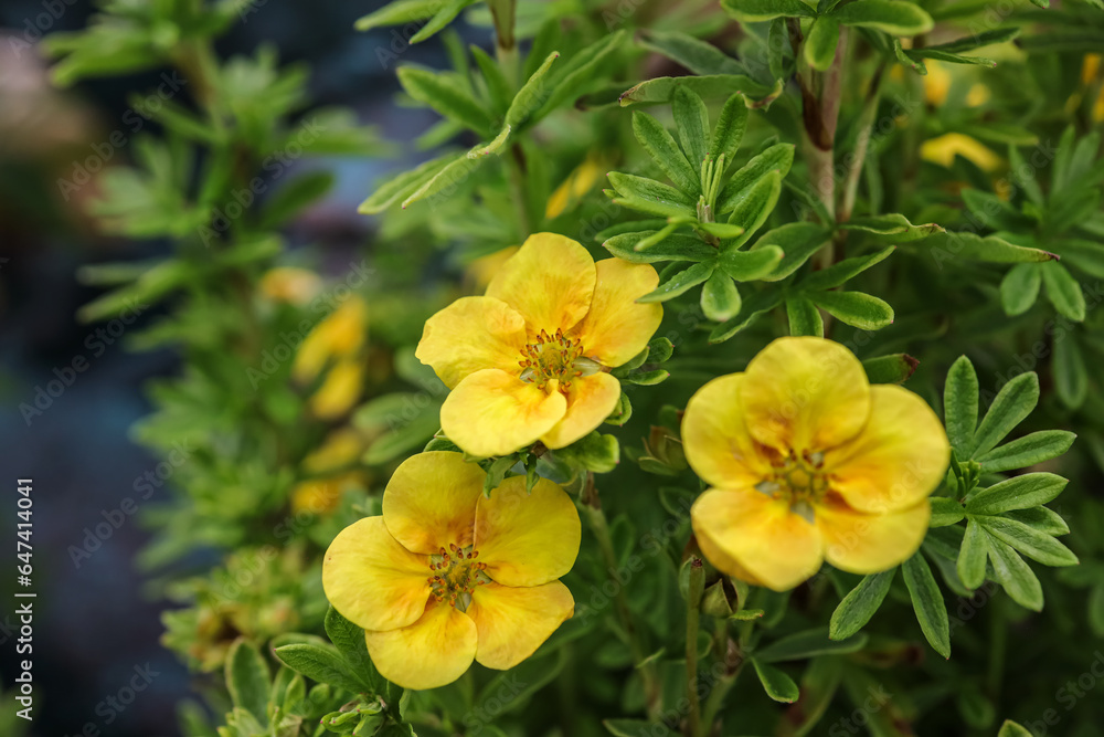 Dasiphora fruticosa is a species of hardy deciduous flowering shrub in ...