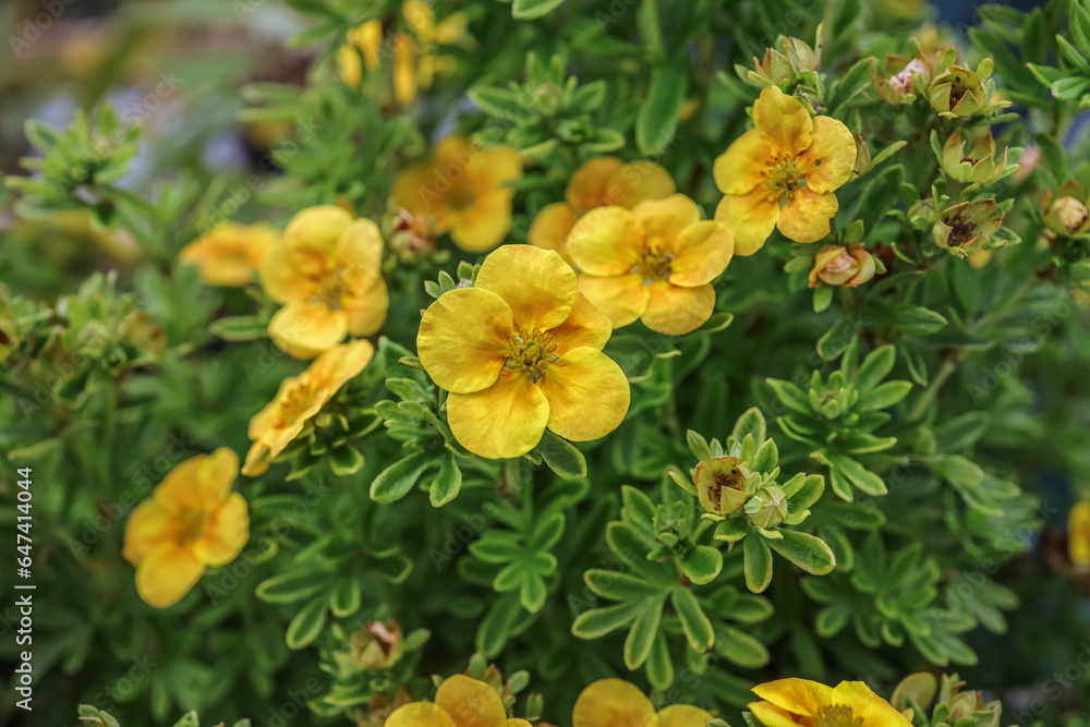 Dasiphora fruticosa is a species of hardy deciduous flowering shrub in ...