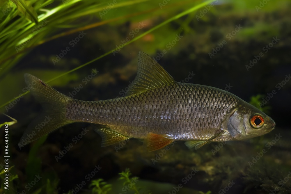captive common roach freshwater fish shine scales in planted biotope ...