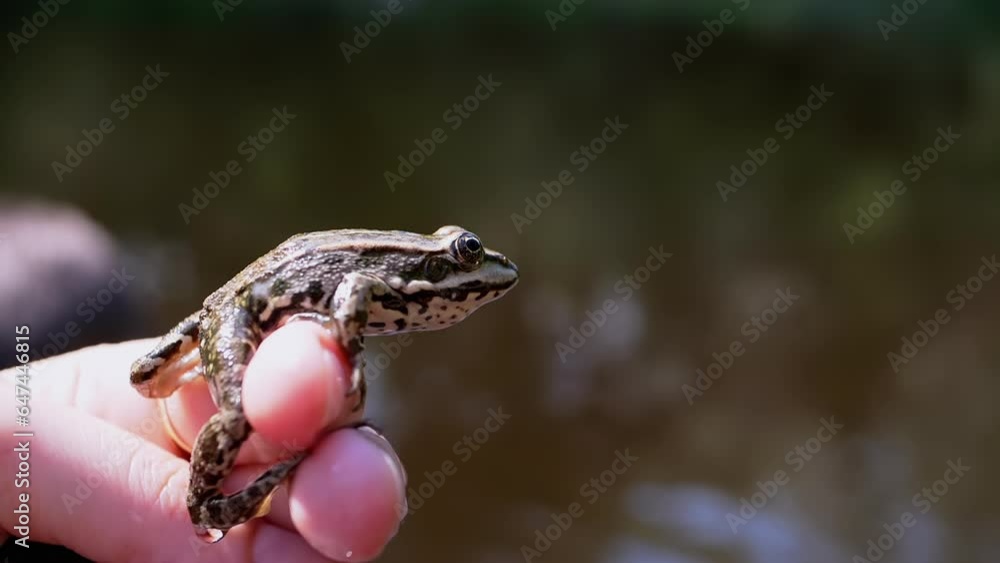Spotted Green Frog in the Hands of a Child on a Blurred Background of a ...