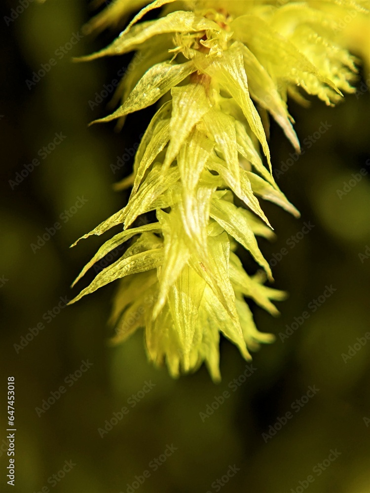 Extreme lose up of single strand of moss, most likely rough goose neck ...