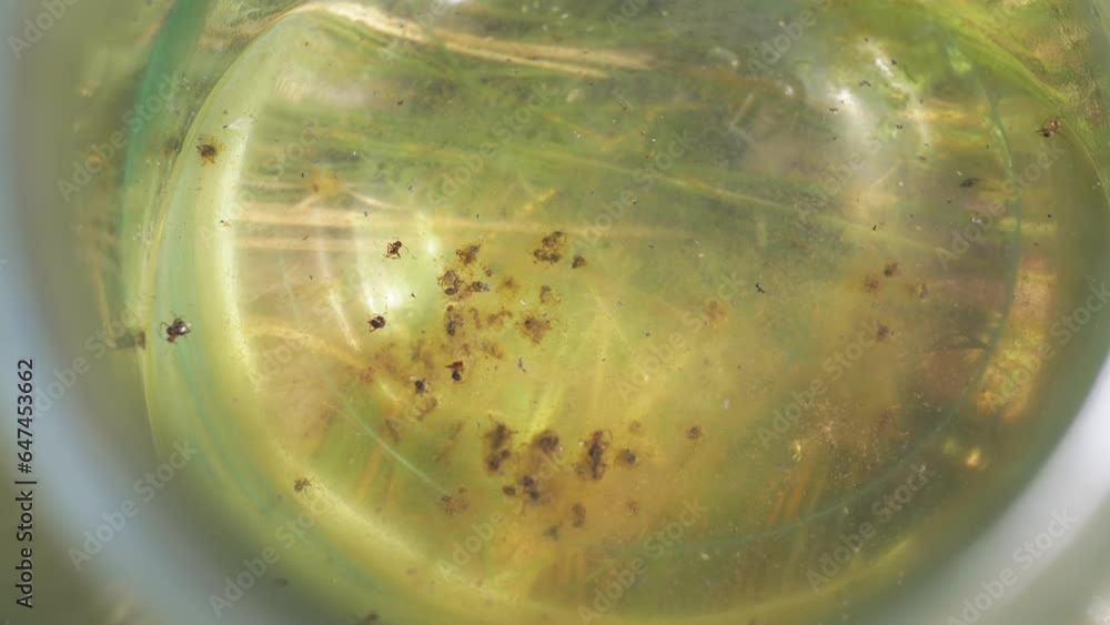 Lots of Dead Ants Float on the Surface of Dirty Water in a Glass Jar ...