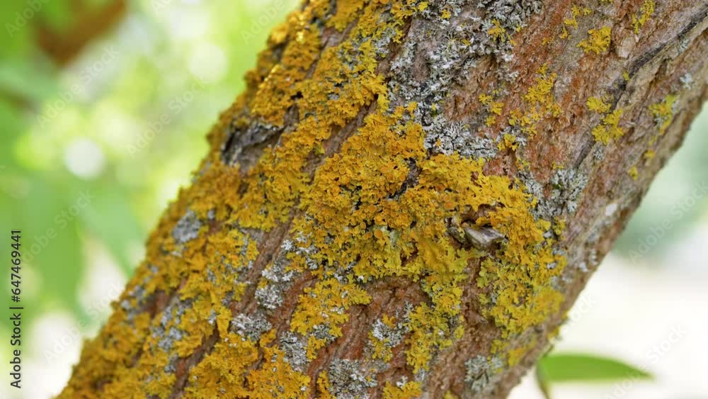 Close up, Brown Bark of an Old Tree Covered with Moss, Moldy, and ...