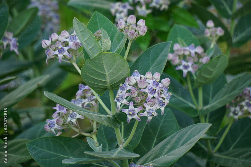 Calotropis gigantea (Giant calotrope, Biduri, crown flower) with a ...