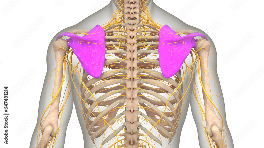 Human Skeleton System Scapula Bone Joints Anatomy Stock Illustration ...