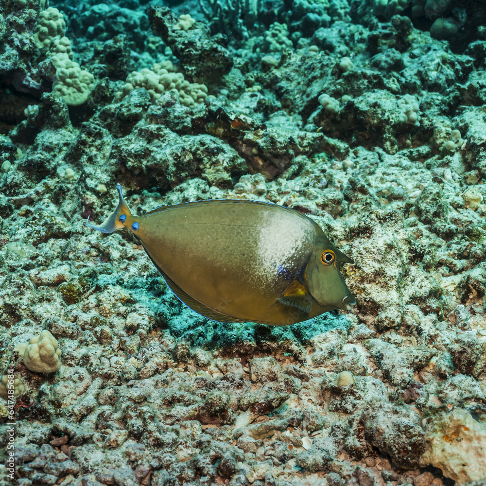 Bluespine Unicornfish (Naso Unicornis) Over Coral Rubble; Kona, Island ...
