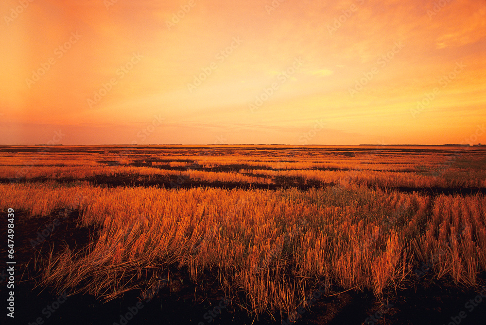 Agriculture - Fresh burn scars in wheat stubble. Wheat stubble is ...
