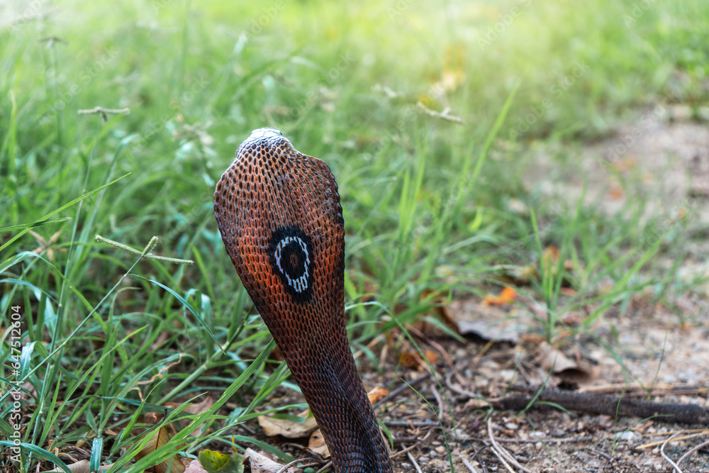 Venomous snake dangerous. Behind the hood of Spitting Brown Banded ...