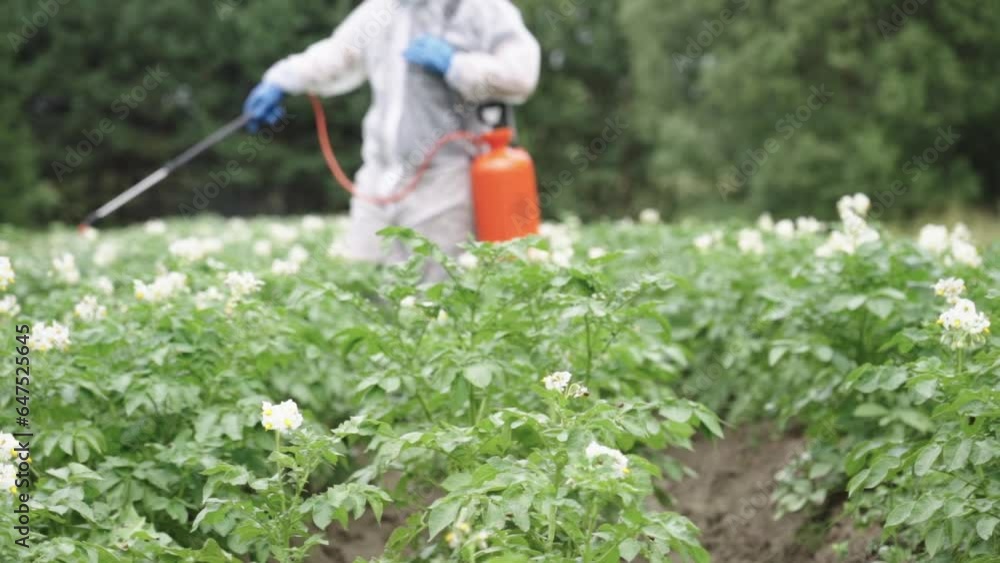 A farmer in a protective suit processes potatoes from a Colorado potato ...