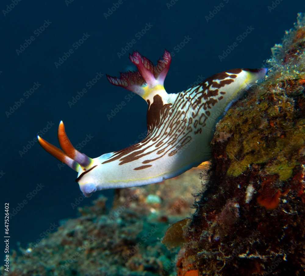 A Nembrotha Lineolata nudibranch crawling on a wreck Boracay Island ...