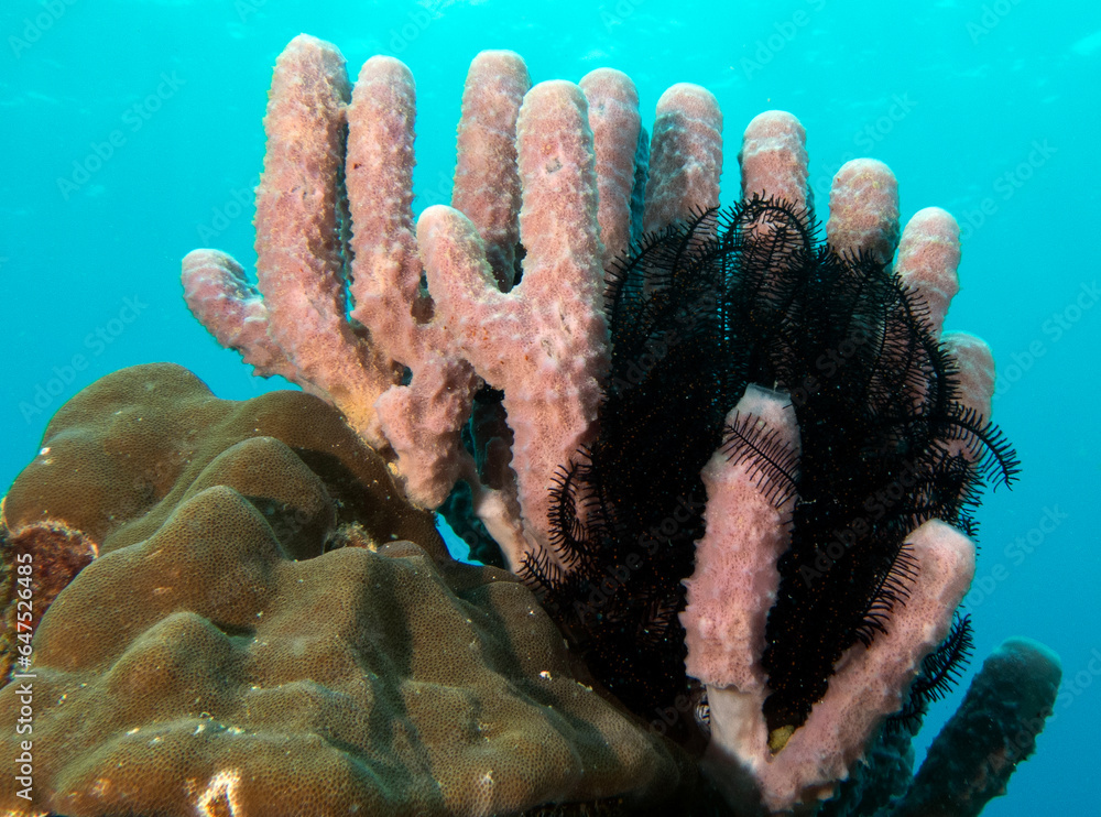 Kallypilidion sp also known as Tube sponges Boracay Island Philippines ...
