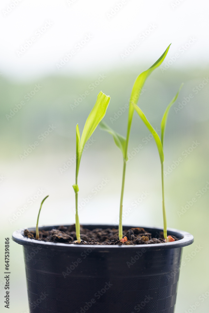Germination characteristics of corn plants in the laboratory. Stock ...