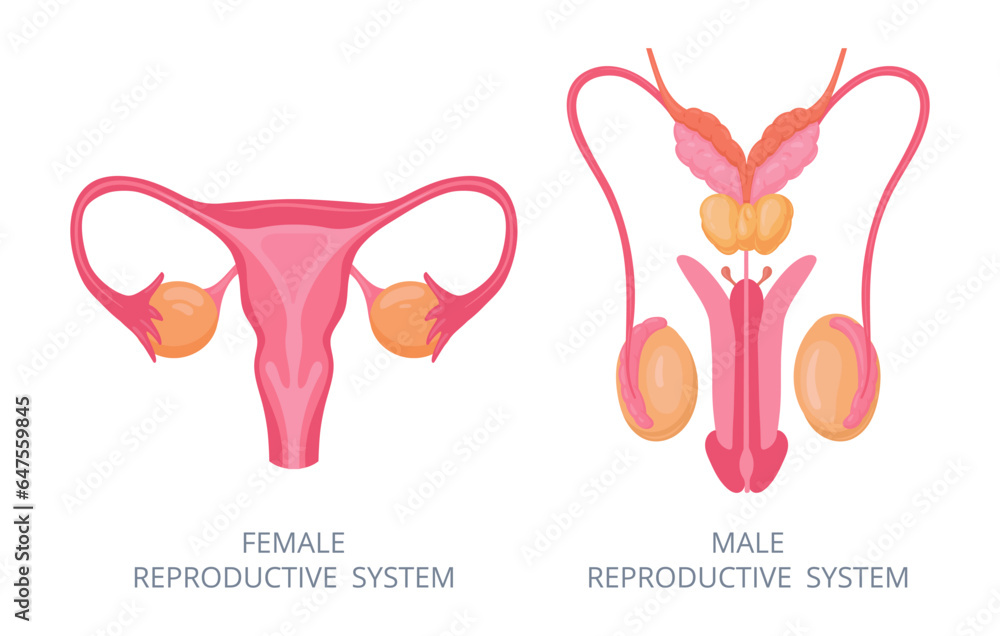Human Reproductive System Male And Female Internal Genitals Human