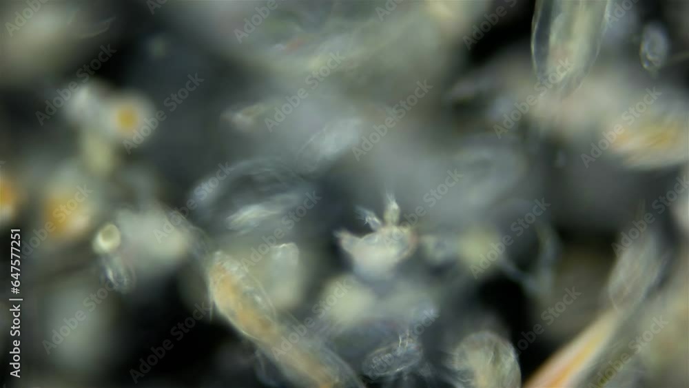 Zooplankton and plankton of White Sea under a microscope. Various types ...