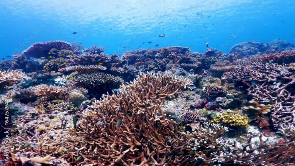 Beautiful Underwater Colorful Tropical Reef with Sea Fish. Discover ...