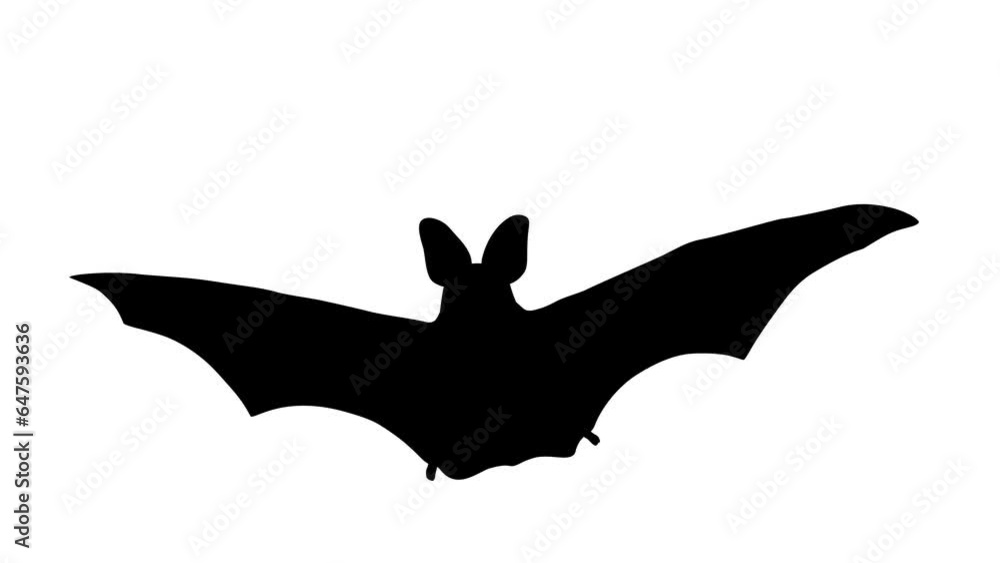 Realistic 2d animation of a bat flight, silhouette, isolated on a white ...