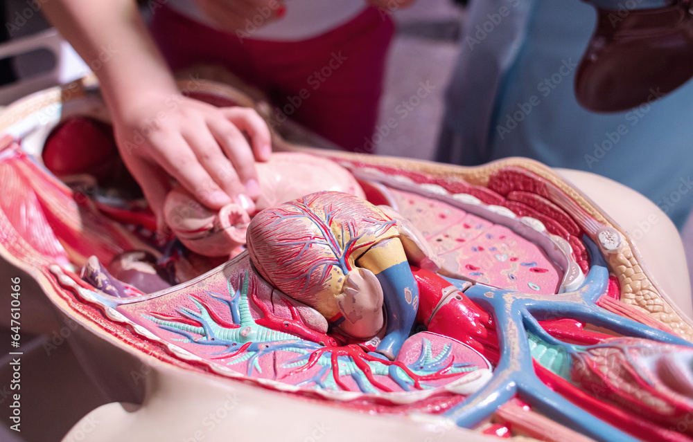 Medical mannequin. Close-up of a plastic mock-up of the heart and ...