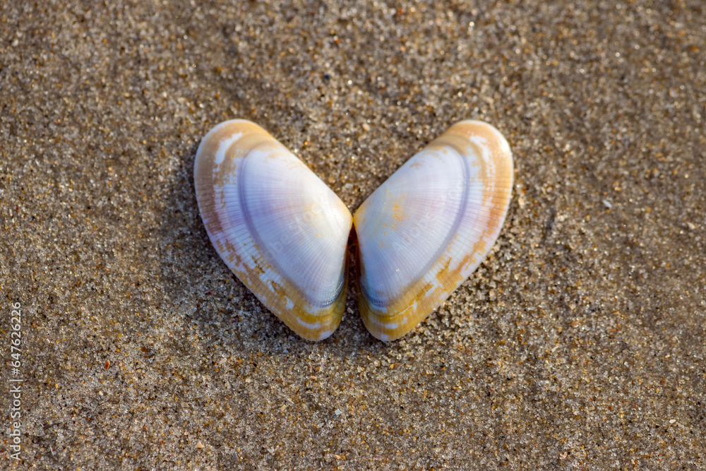 Banded wedge shell (Donax vittatus) is a bivalve mollusc in the order ...