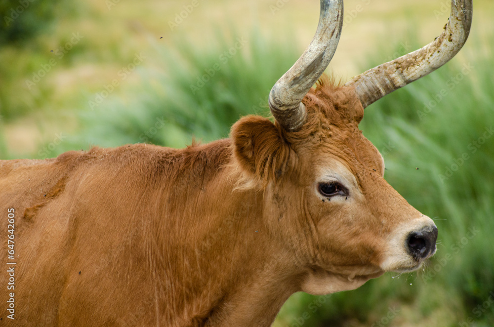 Calf of autochthonous breed from the North of Portugal, Barrosá breed ...