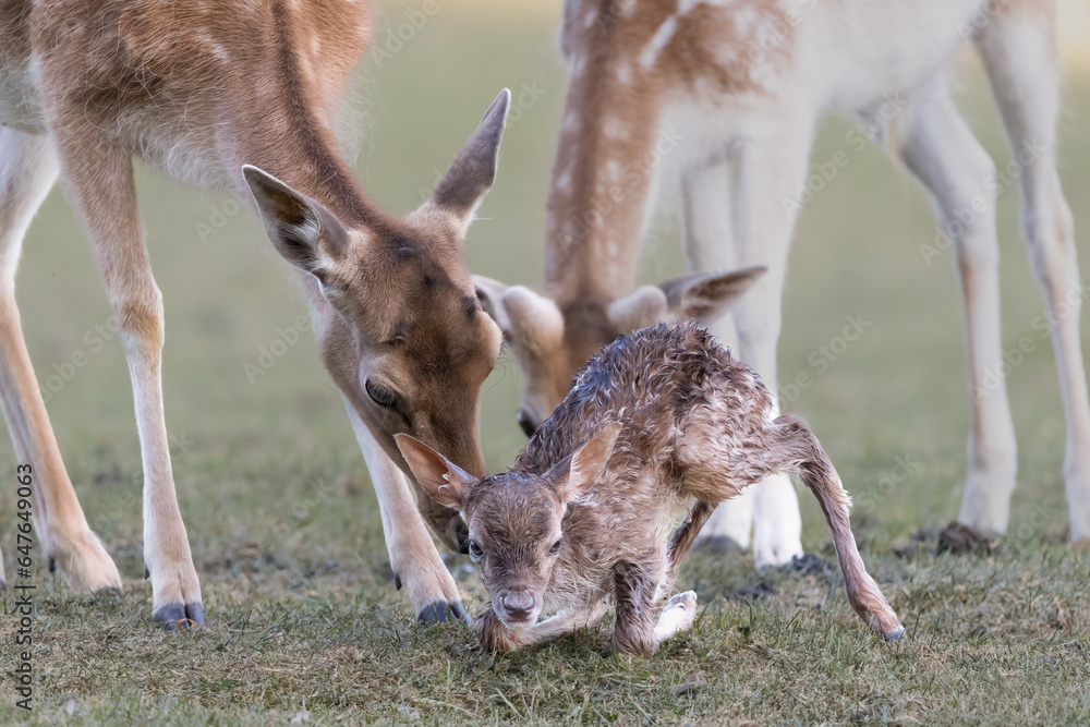 Newborn deer calf trying to stand up for the first time, Dama dama ...