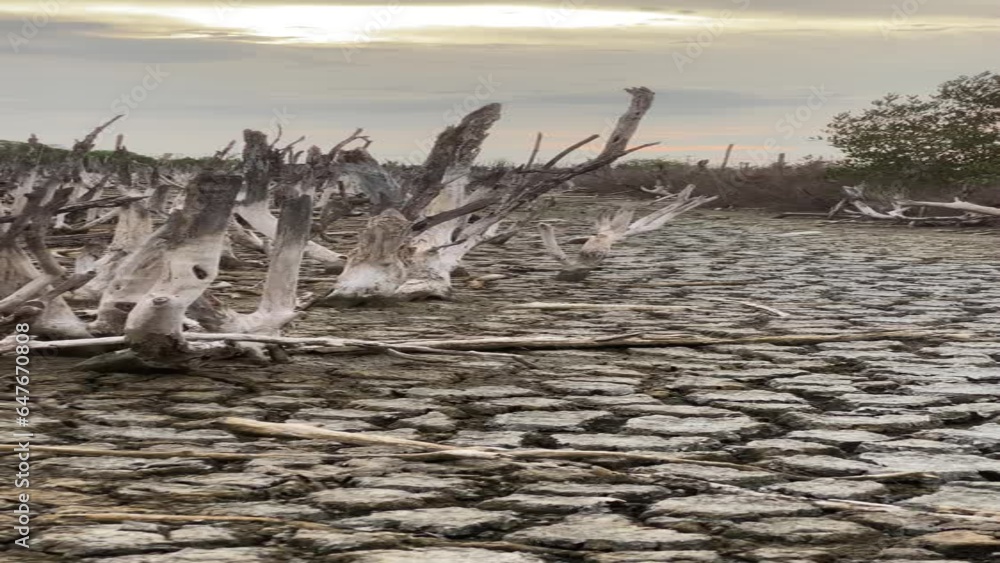 Destruction mangrove forest scenery, destruction mangrove forest is an ...