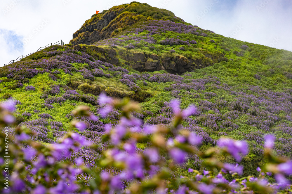 Karvi bloom (Strobilanthes callosa) at Ratangad fort in Sahyadra ...
