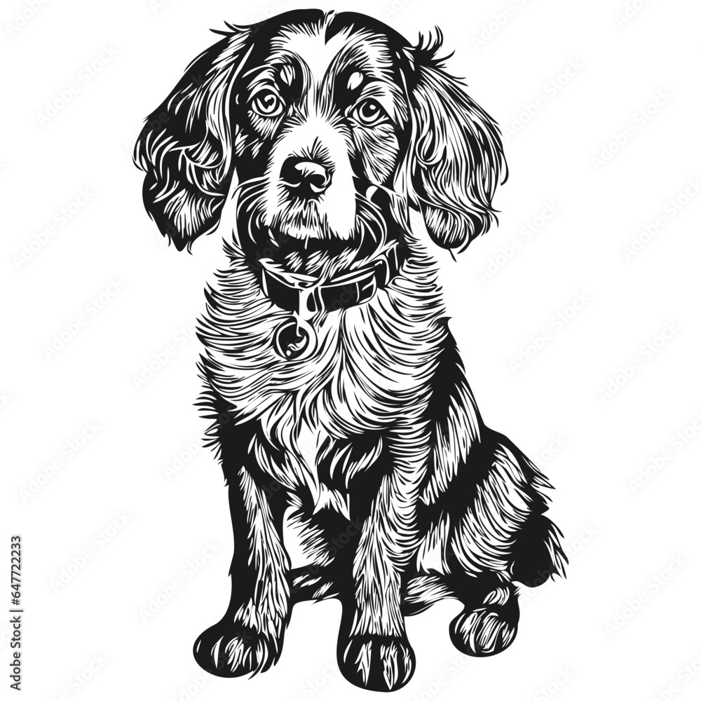 Spaniel Boykin dog silhouette pet character, clip art vector pets ...