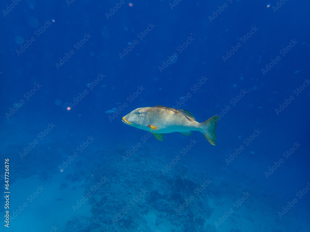 Trumpet emperor in the coral reef of the Red Sea Stock Photo | Adobe Stock