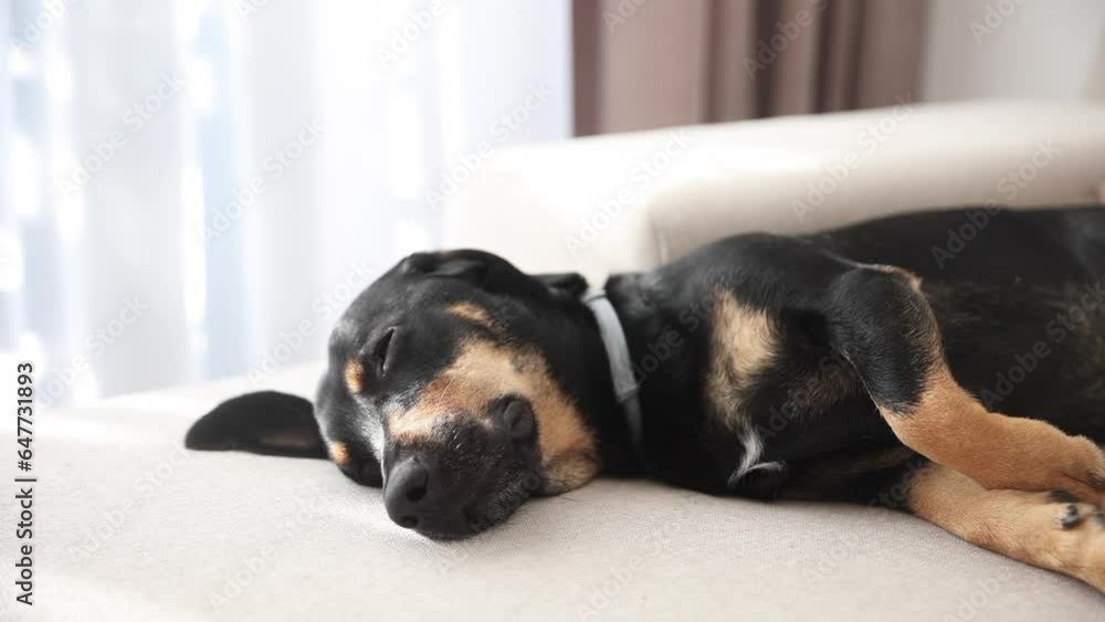Beautiful black dog falling asleep on the white couch. Dog looking ...