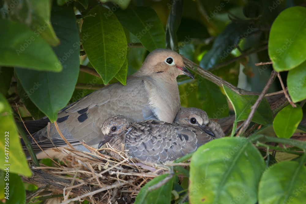 Mother dove and two chicks sitting on their nest; Phoenix arizona ...