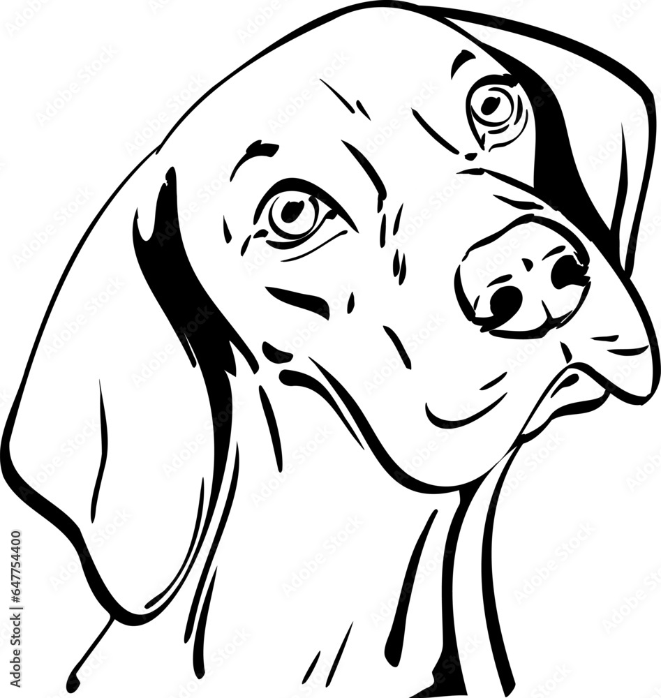 Vizsla or Weimaraner dog head rotated expectantly looking forward front ...