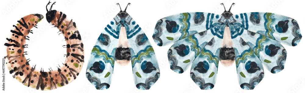 Metamorfosis: la transformación de la oruga en mariposa. Ilustracion en ...