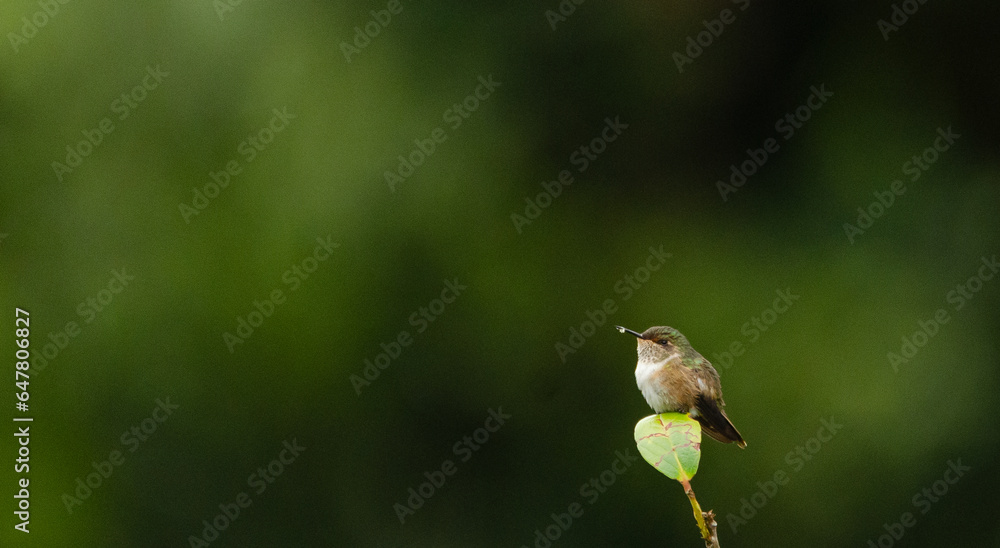 Selasphorus flammula Colibri Chispita Volcanera Cerro Guararí, Heredia ...