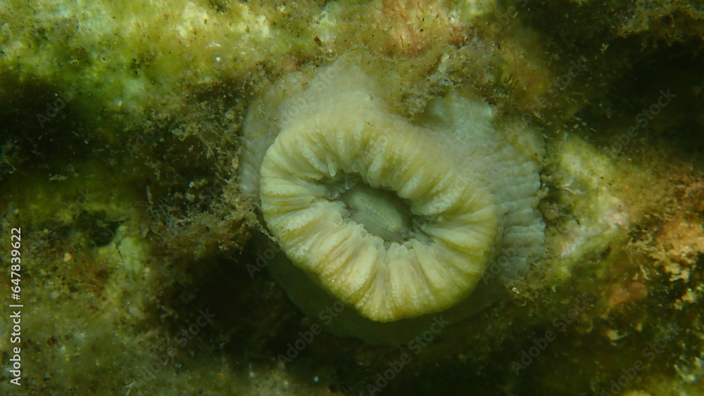 Scarlet coral or pig-tooth coral, european star coral (Balanophyllia ...