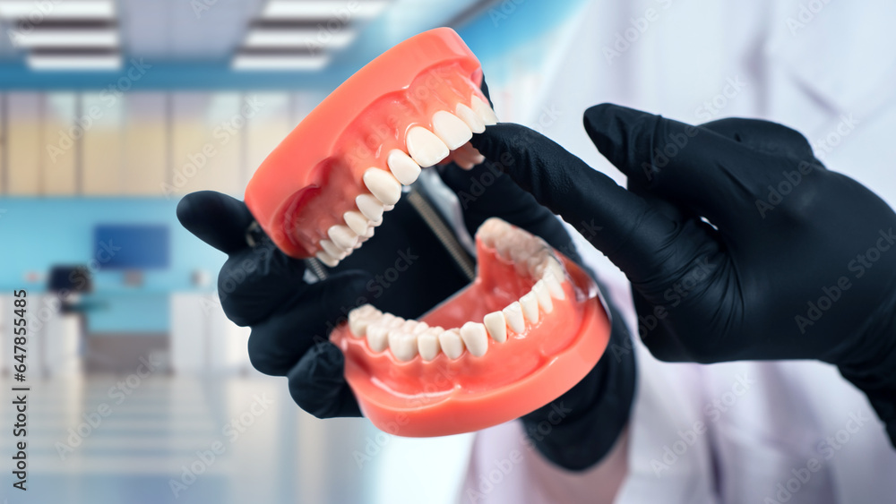 Dentistry medicine. Dentist hands with jaws. Artificial jaws in doctor ...